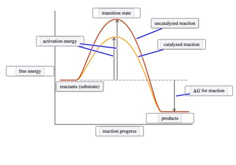 Biochemistry Chapter 6 Homework Flashcards Quizlet