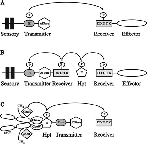 Phosphotransmission Scheme Of 2 Component Systems Tcs In Bacteria Download Scientific