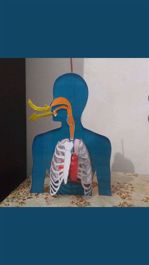 مجسم حول عملية التنفس عند الانسان الشهيق و الزفير