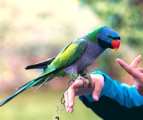 6 Steps To Teach Your Parrot To Talk Dreamy Birds