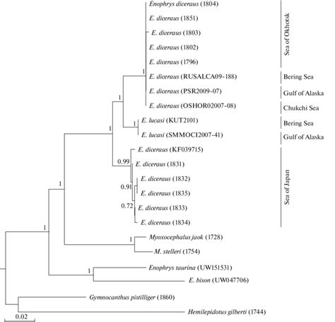 bayesian tree constructed on the basis of sequence analysis of the coi