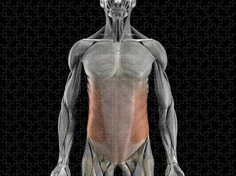 External Oblique Muscle Anatomy