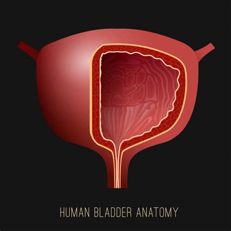 Mucus Drawing Illustrations Royalty Free Vector Graphics And Clip Art