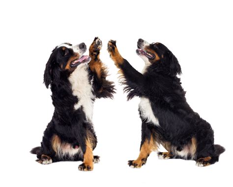 Bernese Mountain Dog Training Guide