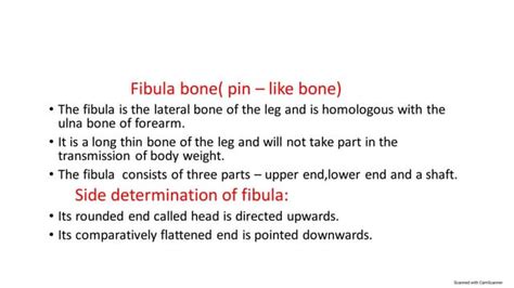 Fibula Pdf
