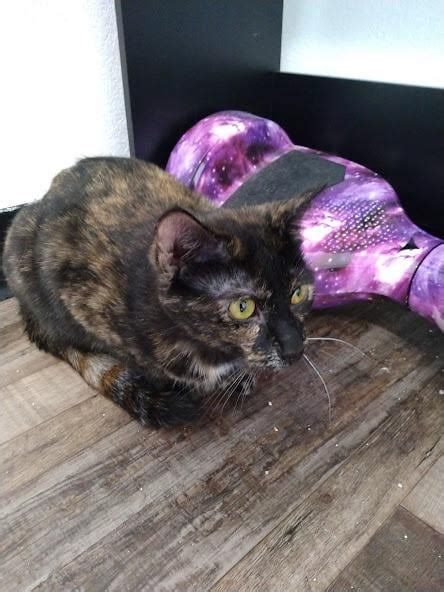 Young Female Tortoise Shell Cats In Urgent Need Of Rehoming No Fee