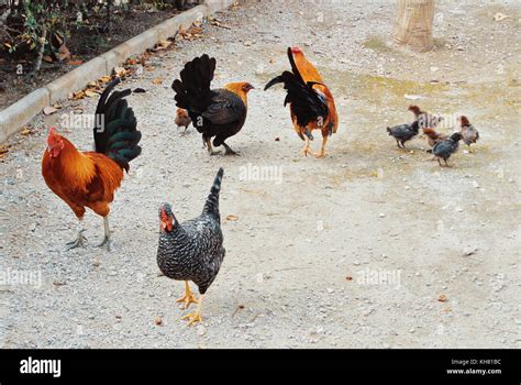Background With A Group Of Colorful Red Black Hans And Roosters Cocks