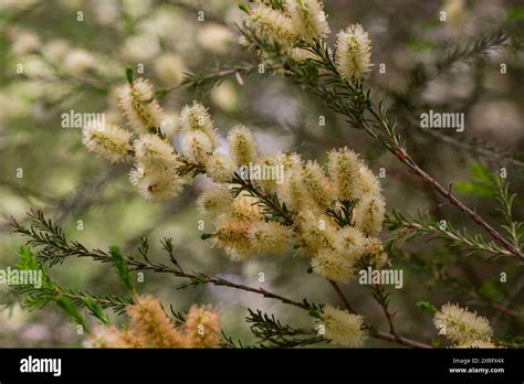 Melaleuca Ericifolia Swamp Paperbark Flowers On Tree In Spring