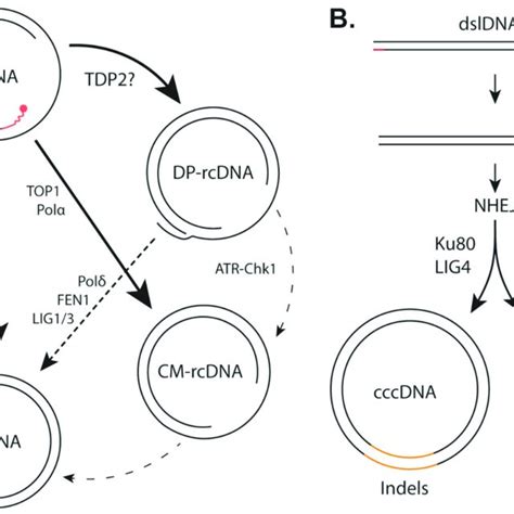 Hbv Rcdna And Dsldna Synthesis A The Encapsidated Pgrna Is The