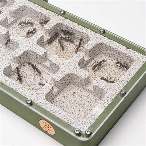 Bull Ants Large Ants Ytong Hebel Queen Nest Farm Medium