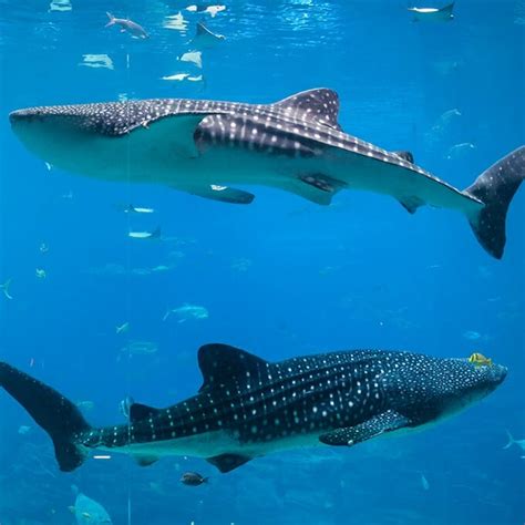 Ocean Voyager Live Webcam Georgia Aquarium See Whale Sharks