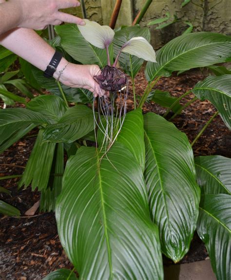 Tacca Integrifolia White Bat Flower Brians Botanicals