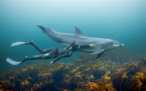 Do Dolphins Really Share A Special Bond With Humans Aeon Essays