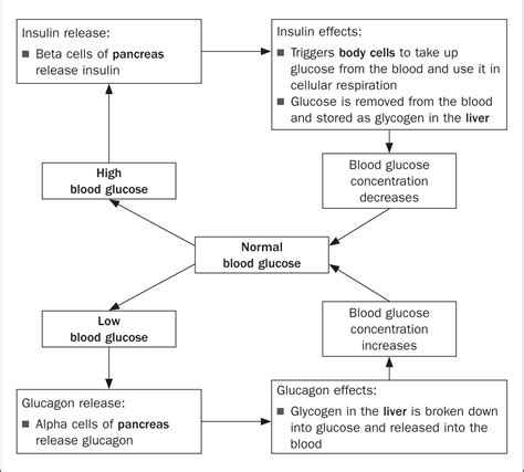 Glucose Homeostasis Feedback Loop