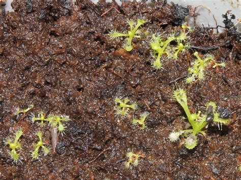 Drosera Capensis Alba