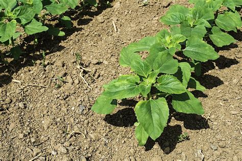 Young Sunflower Plantations Plantation Spring Leaf Photo Background And