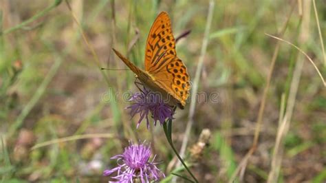 Specimen Of Silver Washed Fritillary Butterfly Feeds On A Small Pink
