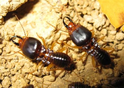 Termite Pictures Macrotermes Carbonarius Termite Web