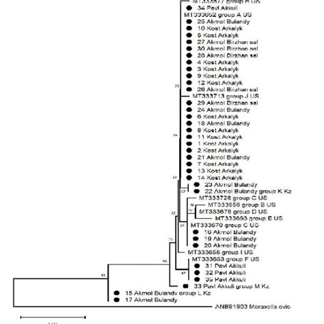 Phylogenetic Tree Based On The Amino Acid Sequence Of The Pila Gene