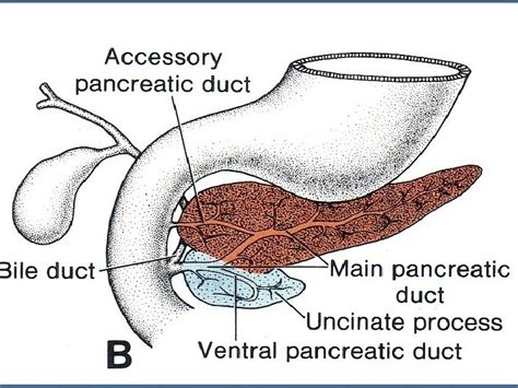 Anatomy Of Duodenum Development Of Duodenum Page 79