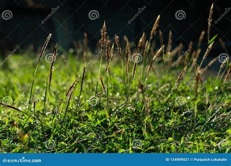 The Dew On Grass Field In The Morning Stock Image Image Of Seed