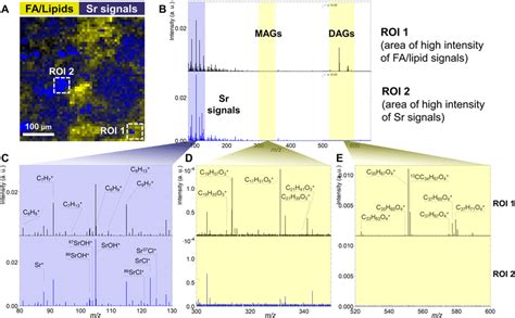 Analysis Of Sr 2 Diffusion Into Rat Bone Marrow Of Osteoporotic Rat Download Scientific