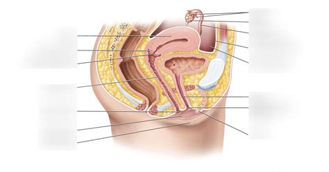 Female Reproductive Organs Diagram Quizlet