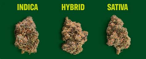 Sativa Vs Indica Vs Hybrid Whats The Real Difference American