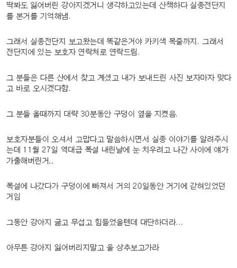 우리 집 개가 실종된 멍멍이 찾음 인스티즈instiz 이슈 카테고리