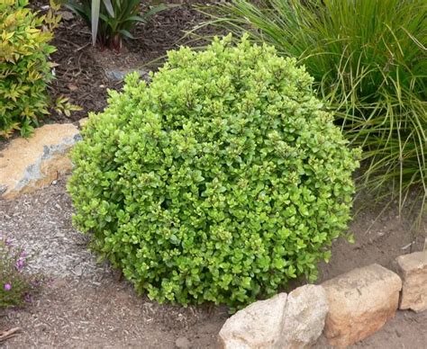 The Best Pittosporum Tenuifolium Golf Ball Fast Delivery