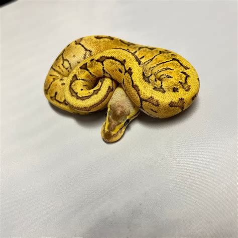 Lemon Blast Enchi Possible Yb Ball Python By Muddywater Reptiles
