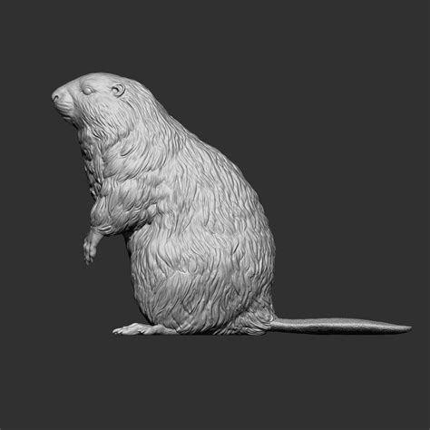 Beaver Stands On Its Hind Legs 3d Model By Alexander3dart