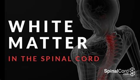 White Matter In The Spinal Cord