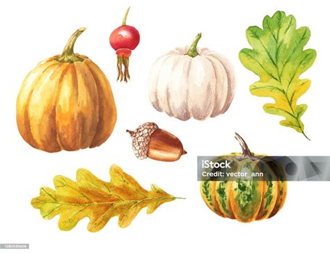 붉은 베리 도토리 잎이 달린 수채화 호박 세트로 흰색 배경에 고립되어 있습니다 음식 예술 일러스트레이션 가을 시즌 클립 아트 추수 감사절 디자인에 사용할 수 있습니다