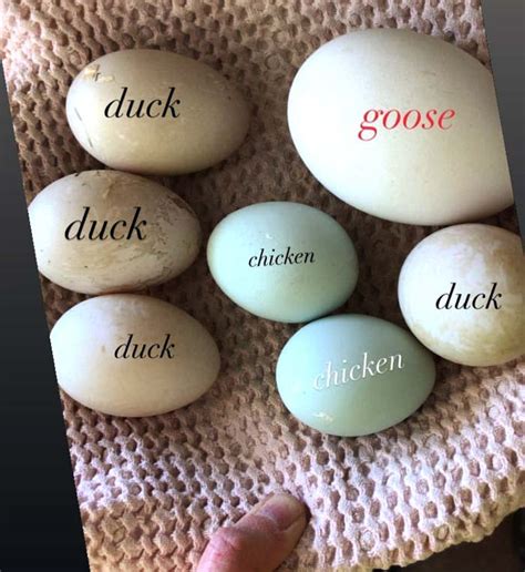 Top 10 Reasons To Raise Geese Tyrant Farms