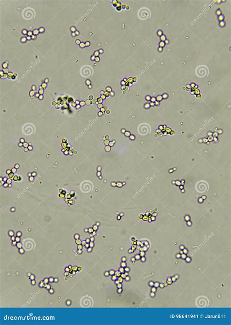 Budding Yeast Cells Stock Image Image Of Fungus Bacterium 98641941