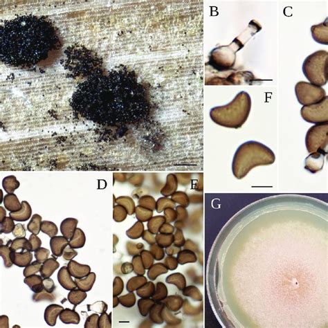 Pdf Six New Species Of Arthrinium From Europe Six New Species Of