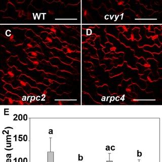 Curvy Cell Shape Phenotype Is Indistinguishable From Arp Cell Shape Download Scientific