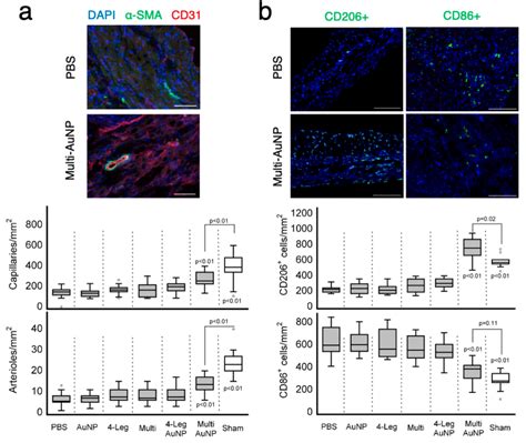 A Representative Immunohistochemistry Images And Quantification Of Download Scientific