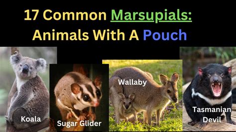 Why Do Marsupials Have Pouches At Zane Wylde Blog