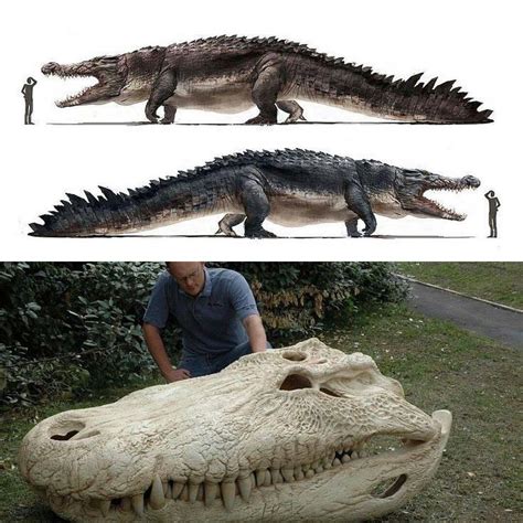 Prehistoric Crocodile Deinosuchus