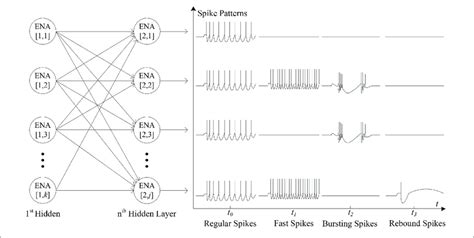 the typical spike patterns download scientific diagram