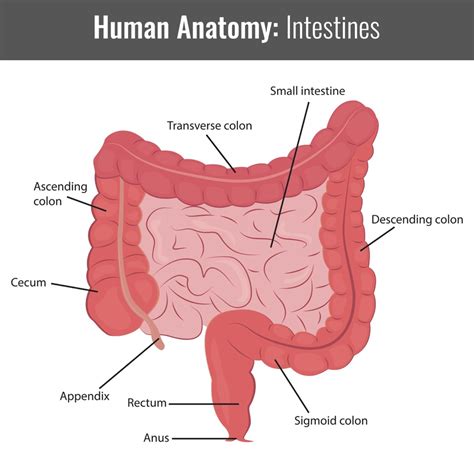 Anesthesia Gastrointestinal Coding In AAPC Knowledge Center