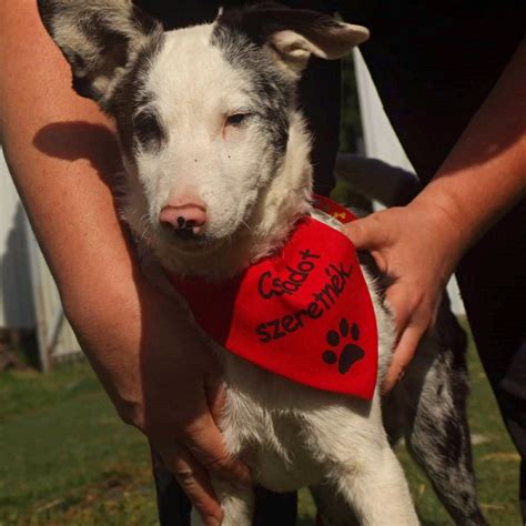 Malacka Aska Alapítvány