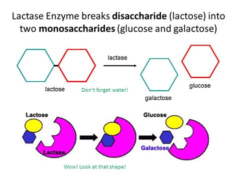 Lactase Enzyme Diagram