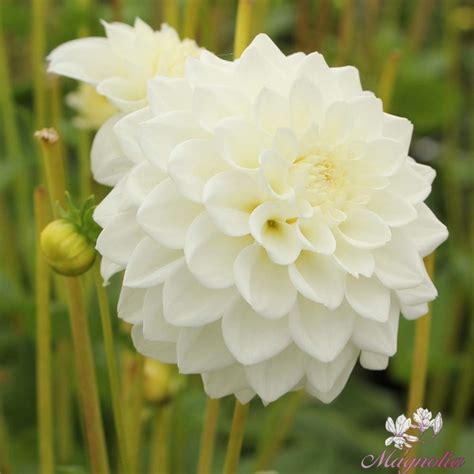 White Love