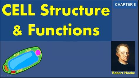 Cell Structure And Function 8th Grade Quiz Quizizz
