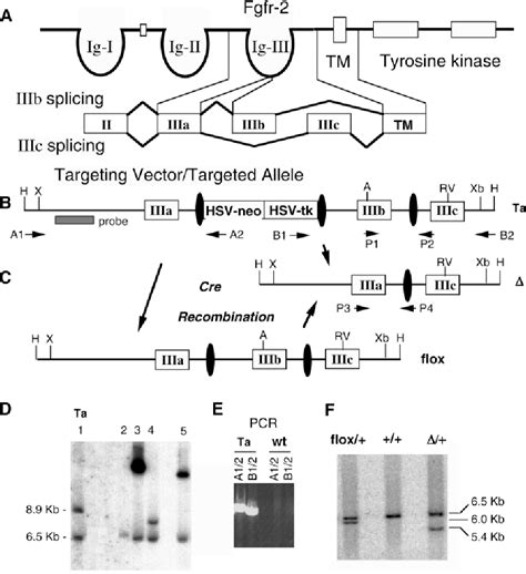 Figure 1 From An Important Role For The Iiib Isoform Of Fibroblast Growth Factor Receptor 2