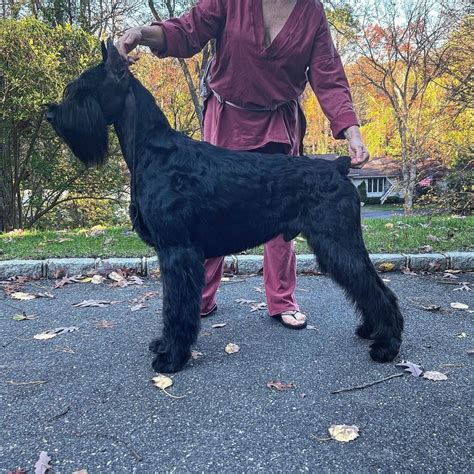 Aiya Giant Schnauzer Trust Fund Schnauzers Kennel Farm Animals