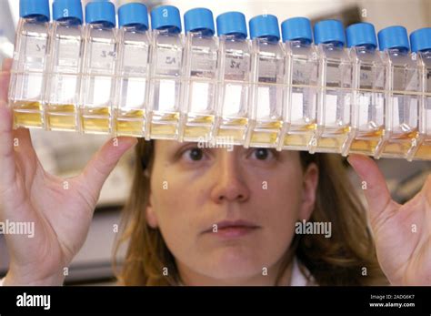 Genetic Research Geneticist Examining Stained Cell Samples From The